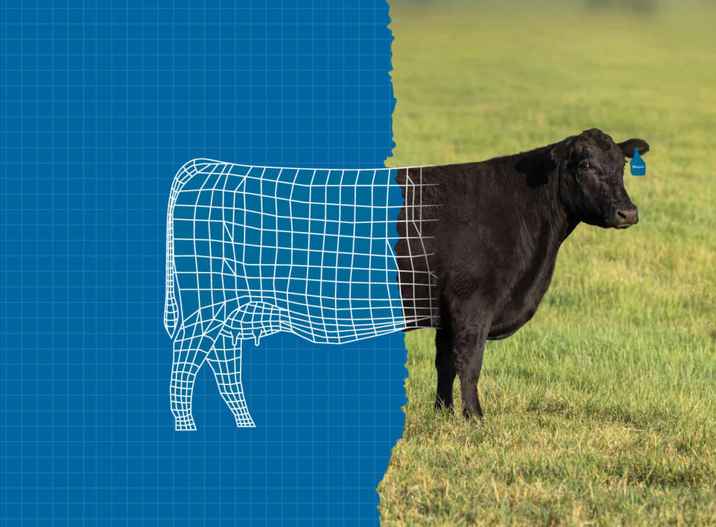 Home - Blueprint Animal Nutrition